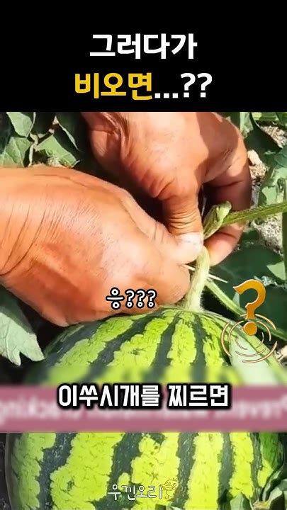 텃밭 수박 줄기에 구멍을 뚫었습니다 Youtube