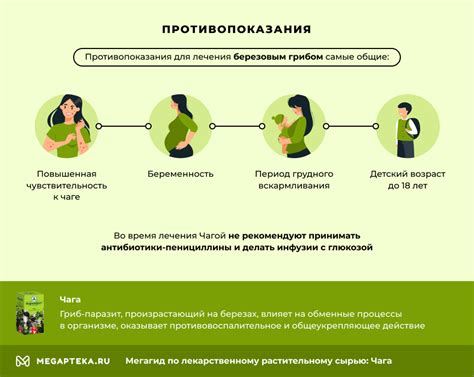 Чага гриб польза и вред для здоровья человека Инструкция по применению свойства противопоказания