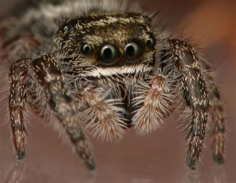 Smiling Jumping Spider Arachnoboards
