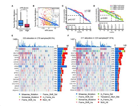 Characteristics Of M 6 A Modification In Tumor Mutation Burden Tmb