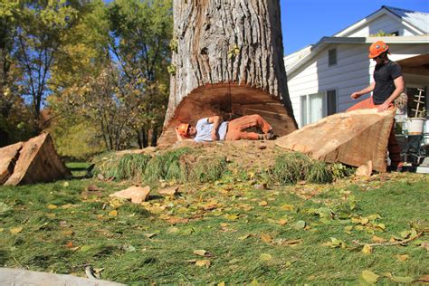 IMG 0749 Total Tree Care