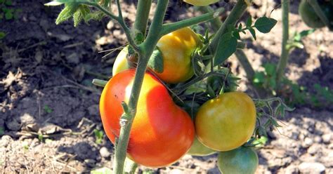 Який найефективніший засіб від фітофтори на помідорах лікує і дарує надзвичайний смак — Різне