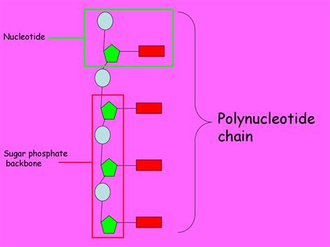 Lesson 1 The Structure Of Dna Ppt Download