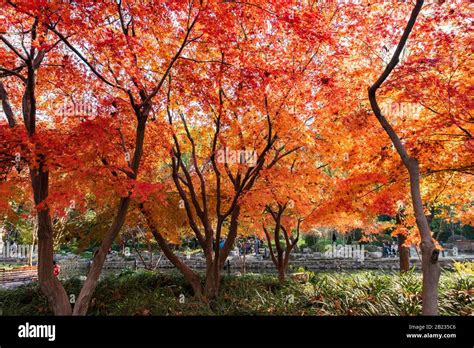 Autumn Colours Of The Chinese Maple Tree Acer Palmatum At Hongkou