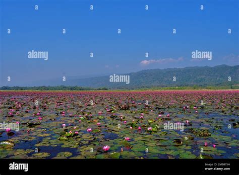 Indian Waterlily Hi Res Stock Photography And Images Alamy