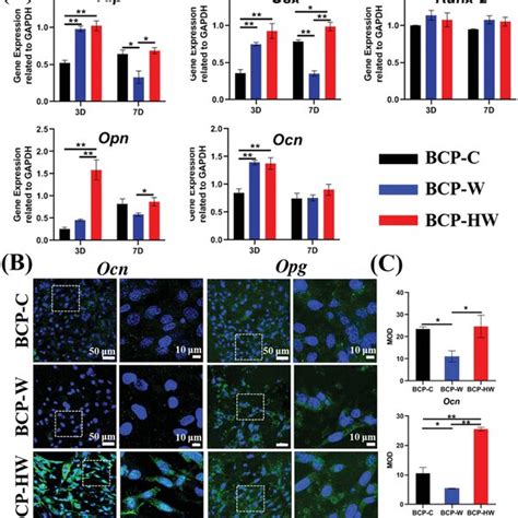 A Osteogenic Gene Expression Ie Alp Osx Runx‐2 Opn And Ocn