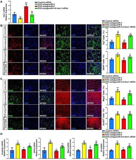Frontiers Neural Stem Cell Derived Exosomes Regulate Neural Stem Cell
