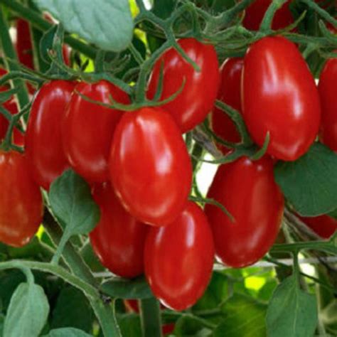 Long Tomato Seeds Bangladeshi লম্বা টমেটোর বীজ 50 Pieces Seeds Bd