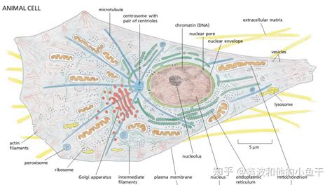内膜系统对真核细胞有什么作用？ 知乎