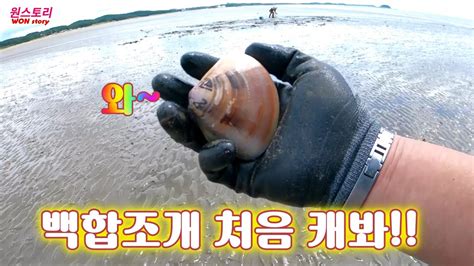 백합조개 캐보자 Youtube