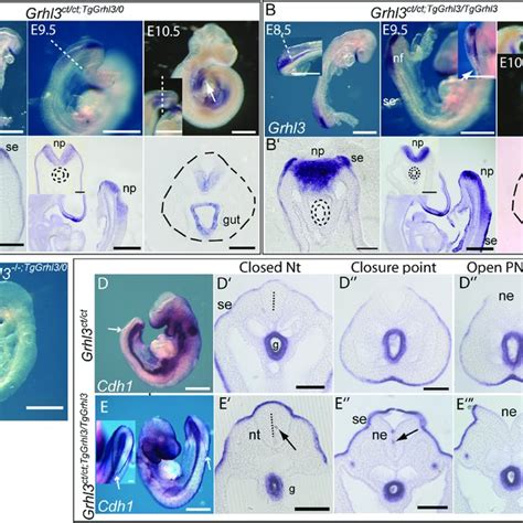 Electric Field Pattern On Te11 Modes In A Circular Waveguide With Download Scientific Diagram