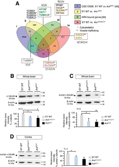Defective Levels Of Tubulin Isoforms In Arx Disease Models A Venn