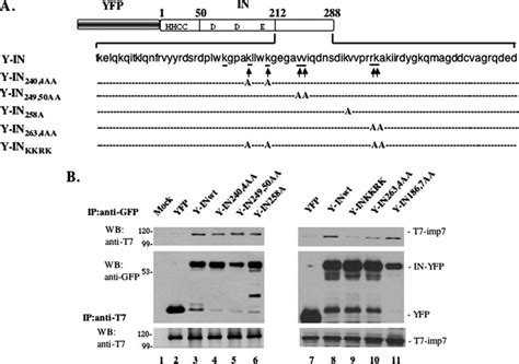 The Critical Amino Acid In The C Terminal Domain Of In Required For Download Scientific Diagram