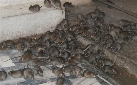 How To Prevent Mouse Infestations The Pest Experts Ayrshire