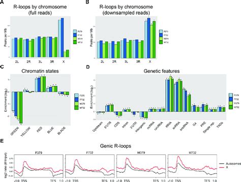 R Loop Identification And Feature Enrichment In D Melanogaster Adults