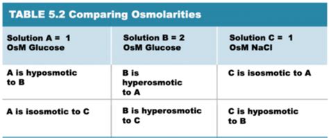 Physio Lect Ch 5 Bethany Flashcards Quizlet