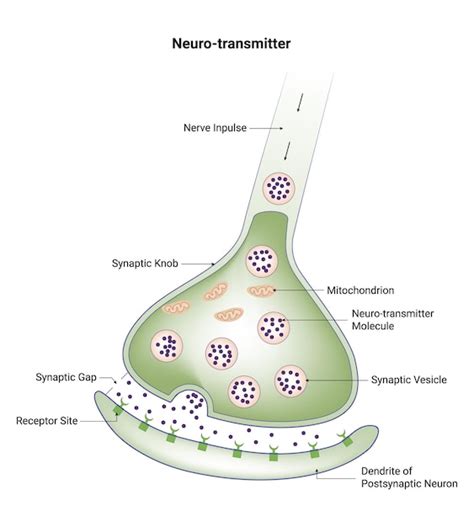 Premium Vector Neurotransmitter Diagram Vector Illustration