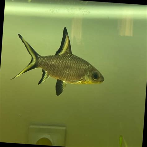 Object Classification Dataset And Pre Trained Model By Duk