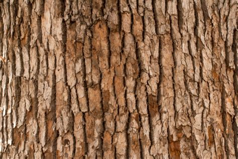 Best Tree Texture Pictures Hd Download Free Images On Unsplash