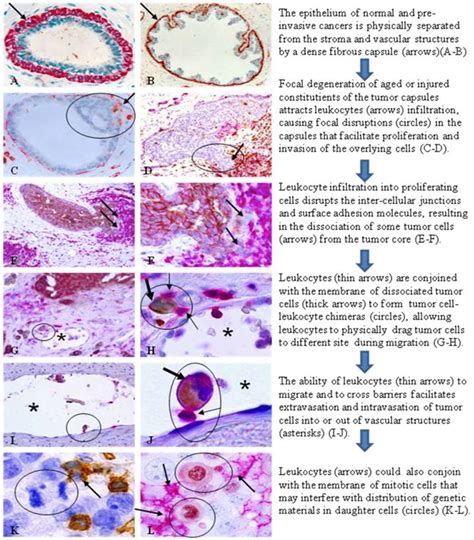Leukocytes Blood Cells White Blood Corpuscles White White Blood Cells