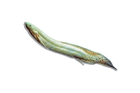 Gar For Sale Online Lone Star Rare Exotic Fish Co