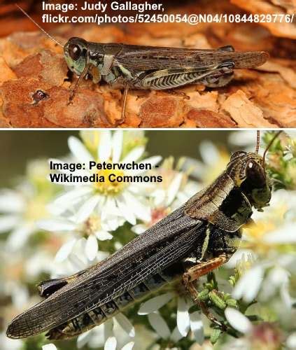 20 Types Of Grasshoppers With Pictures Identification Guide
