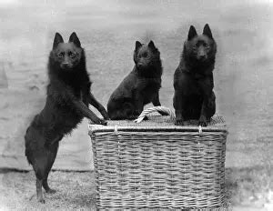 Schipperke Art Prints Posters And Puzzles