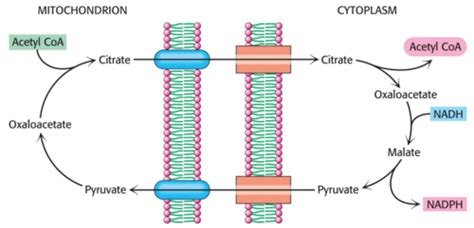 BMSC Metabolism Module Fatty Acid Synthesis Flashcards Quizlet