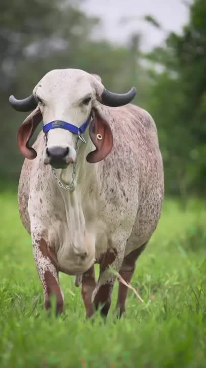 [video] Dr Suresh Manwar Posted On Linkedin