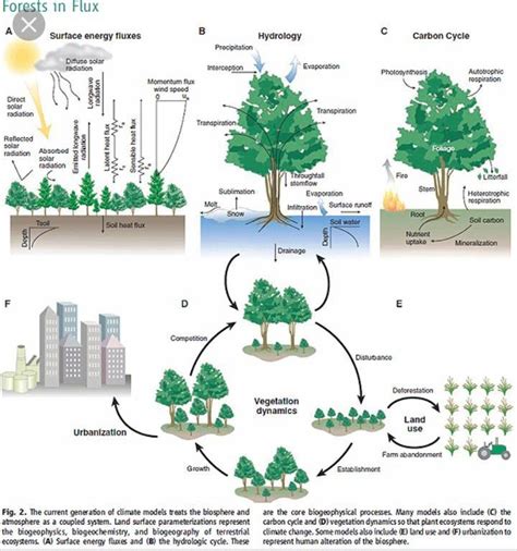 Forest Ecosystem Model