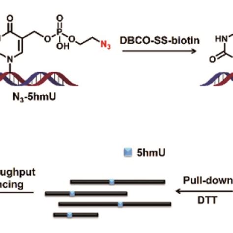 Schematic Illustration Of The Enzyme Mediated Bioorthogonal Labeling Download Scientific