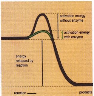 The Structure Of Enzyme New Science Biology