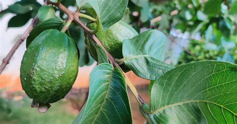 Cuál Es La Hoja Frutal Que Recomiendan Para Mantener El Peso Tratar La