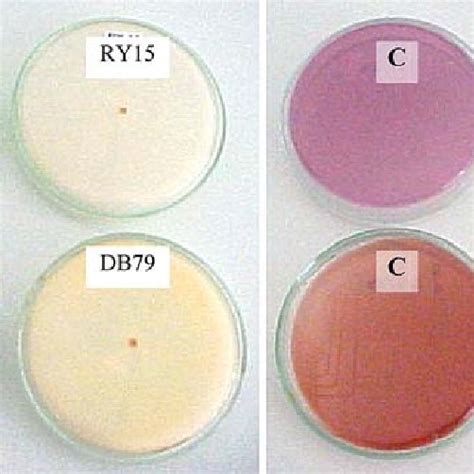 Decolorization Of Media Containing 100 Mg Of Textile Dyes L 1 During