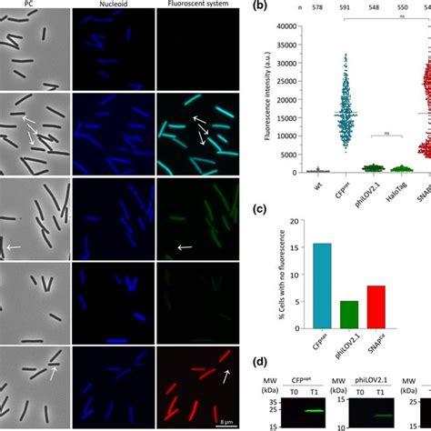 The Cytosolic Fluorescent Systems Of C Difficile Analysis Of C Download Scientific Diagram