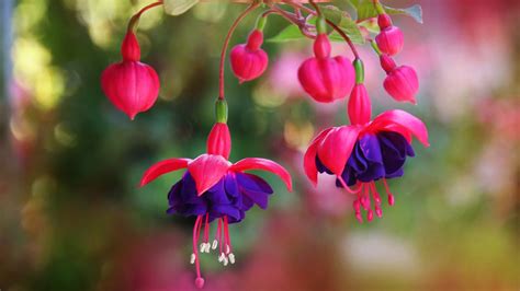 How To Take Fuchsia Cuttings Expert Propagation Advice Homes And Gardens