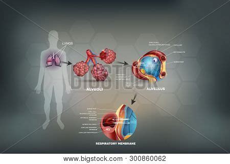 Human Lungs Alveoli Vector Photo Free Trial Bigstock