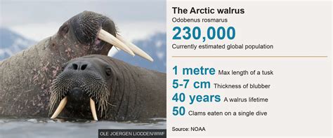 Walrus More