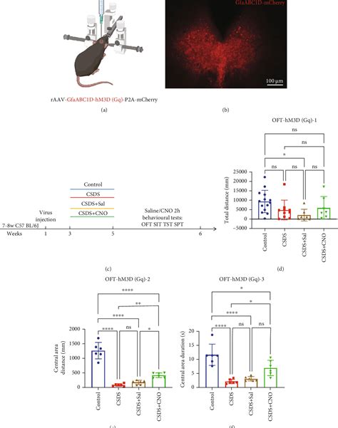 Figure 2 From Activating The Astrocytes Of The Dorsal Raphe Nucleus Via Its Neural Circuits With