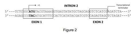Solved Refer To The Partial Dna Sequence Of Gene B In Figure