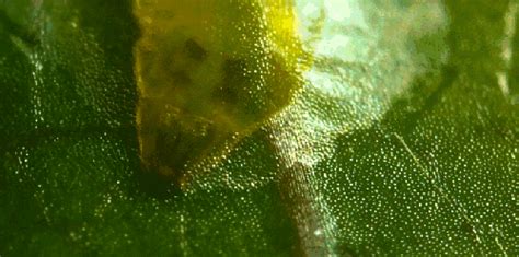 毛毛虫图片 毛毛虫动态图 毛毛虫表情包gif动图下载 SOOGIF