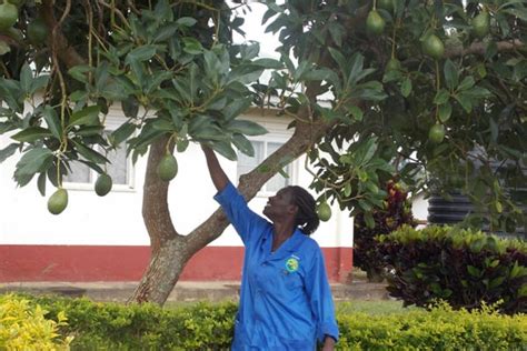 Common Fruit Tree Errors Monitor