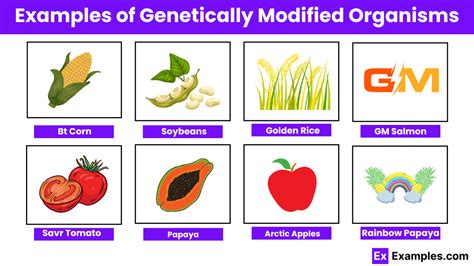 Gmo Examples Types Importance Negatives Benefits