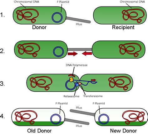 143b Pili And Pilus Assembly Biology Libretexts