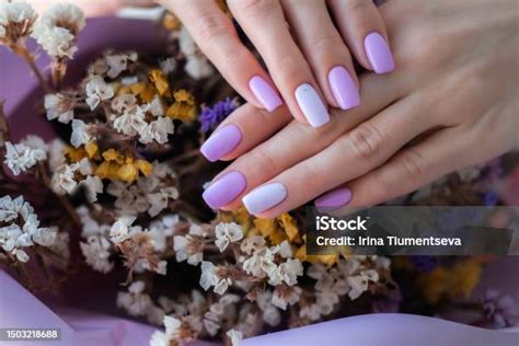 말린 꽃의 배경에 세련된 매우 Peri 매니큐어를 가진 여성의 손 봄 여름 네일 디자인 여자에 대한 스톡 사진 및 기타 이미지 Istock