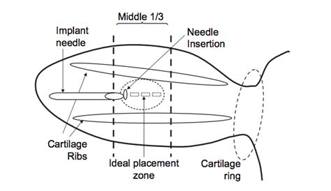 Where To Place An Implant In A Cows Ear Hormones Natural Hormones