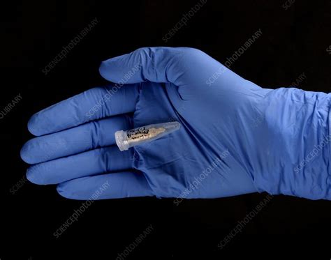 Extraction Of Fossil Dna Stock Image C018 6377 Science Photo Library