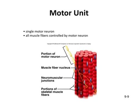 PPT Motor Unit PowerPoint Presentation Free Download ID
