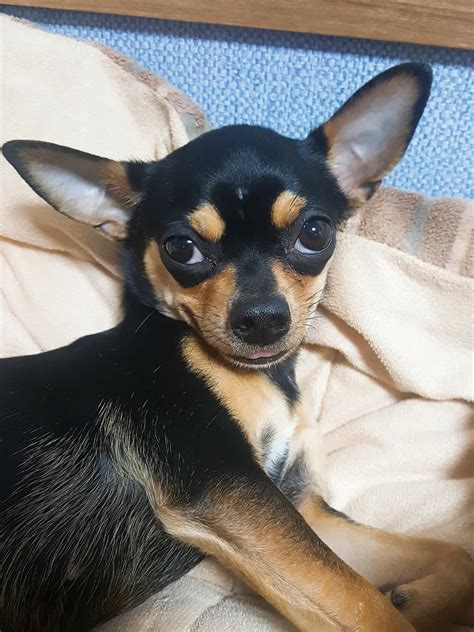 하양읍대신전해드립니다 치와와미니핀 믹스견 분양합니다 제가 임시분양중인데 우리 탱이 예쁘게 평생 Facebook