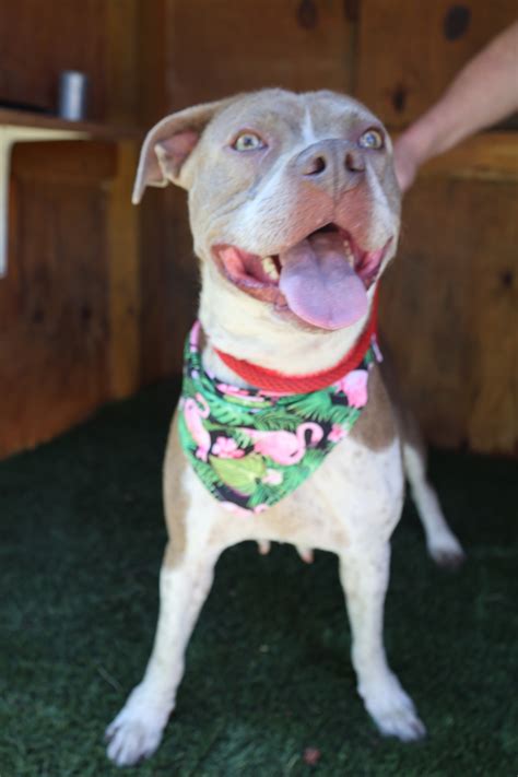 Coc Aid A300897 Cardi Age 4y Sex Spayed Female Weight 56lb